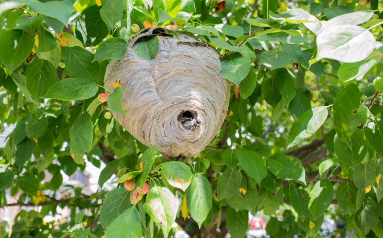 How to Get Rid of a Hornets Nest Quickly and Safely - Alta Pest Control