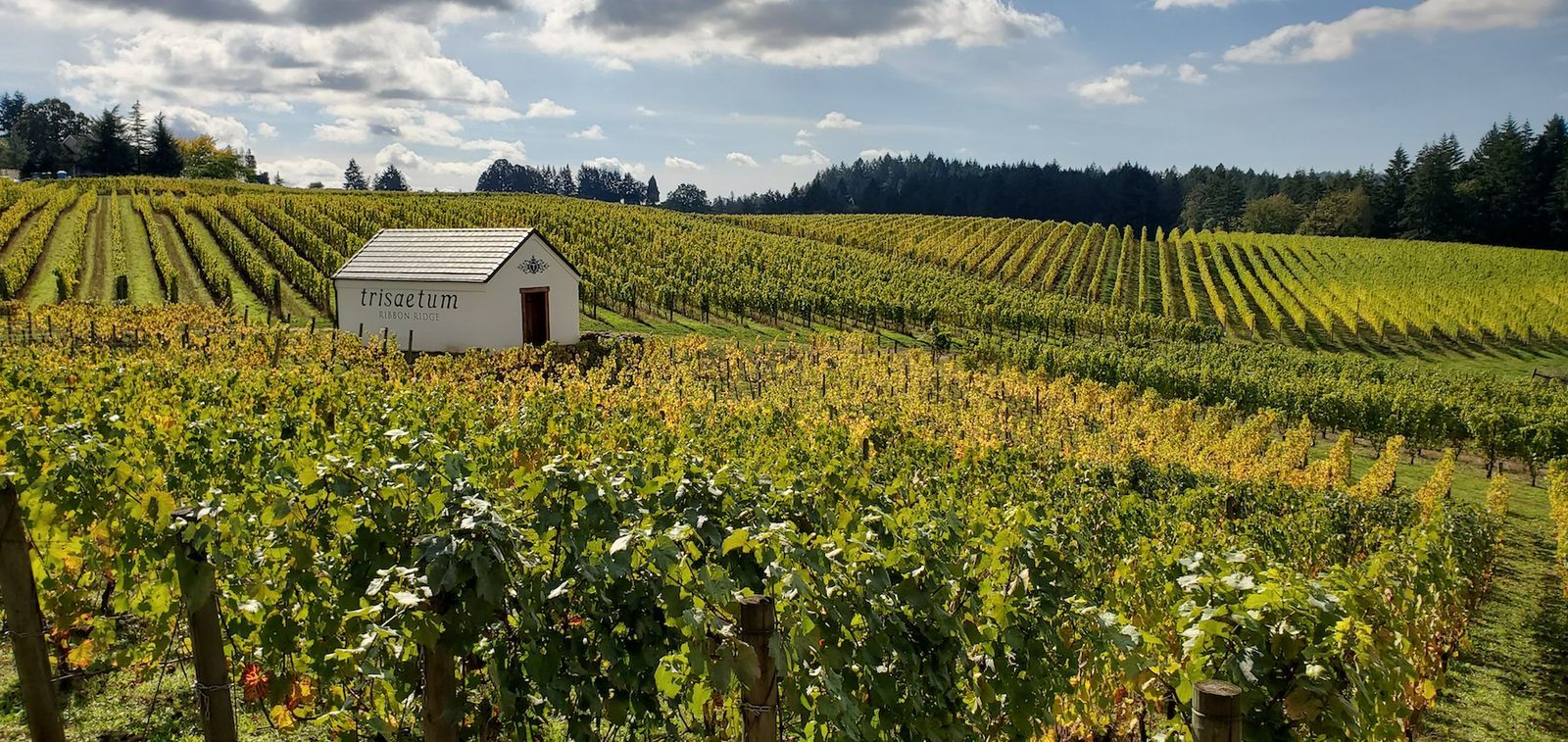 Oregon Wine Tours - Best Wine Tours around Portland
