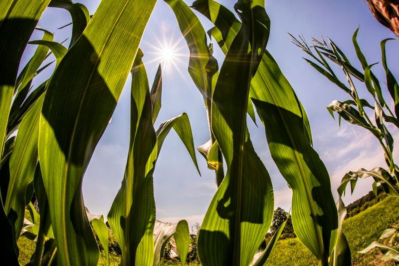 Welcome to Phospholutions l Enhancing Global Phosphorus Use