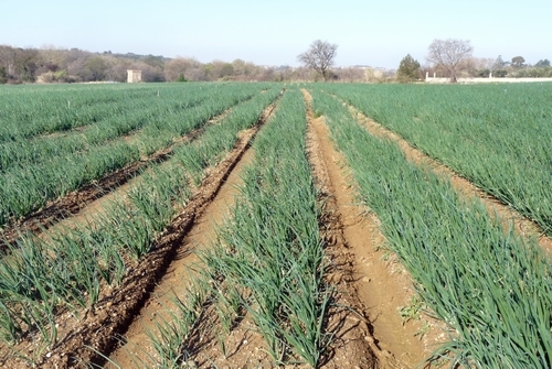 Oignons de Lezignan - Des plants qui méritent d'être cultivés dans ...