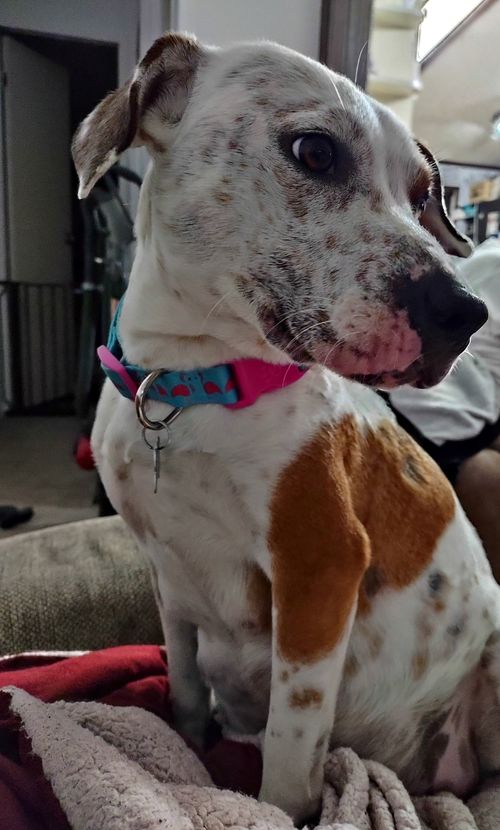 Wiggly Tails Dog Rescue