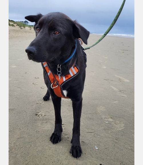 Wiggly Tails Dog Rescue