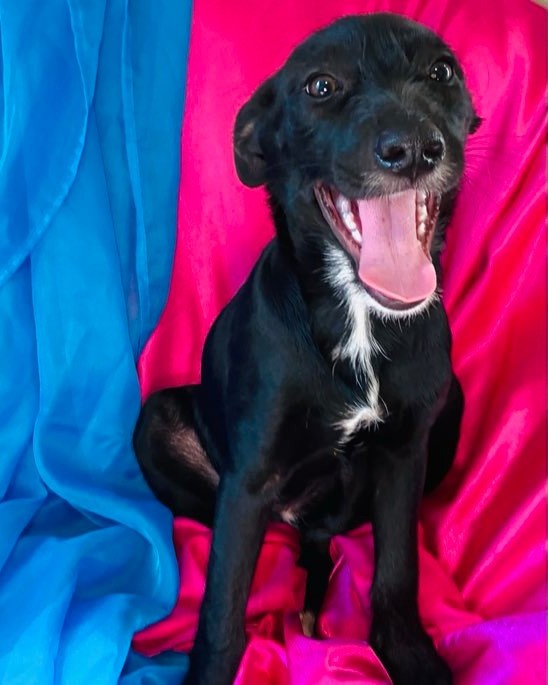 Wiggly Tails Dog Rescue