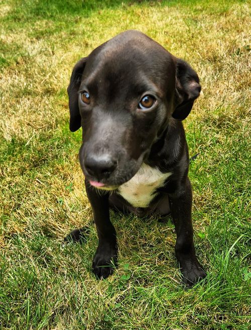 Wiggly Tails Dog Rescue