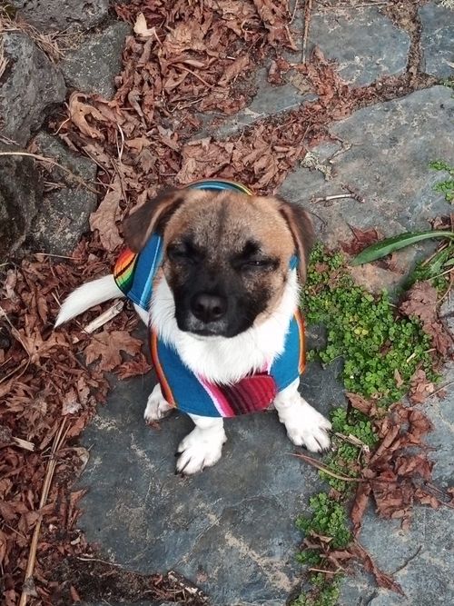 Wiggly Tails Dog Rescue - Adopt a Rescued Dog