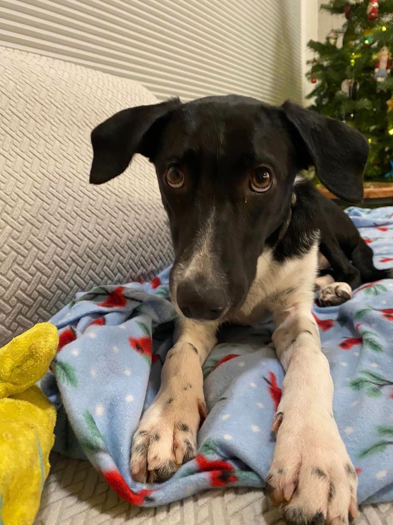 Wiggly Tails Dog Rescue