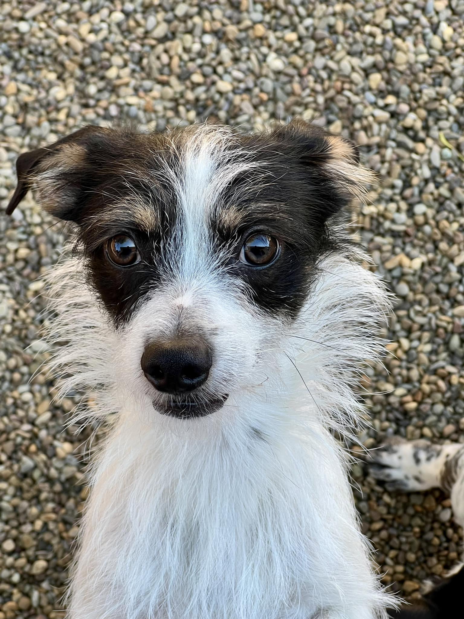 Wiggly Tails Dog Rescue - Adopt a Rescued Dog