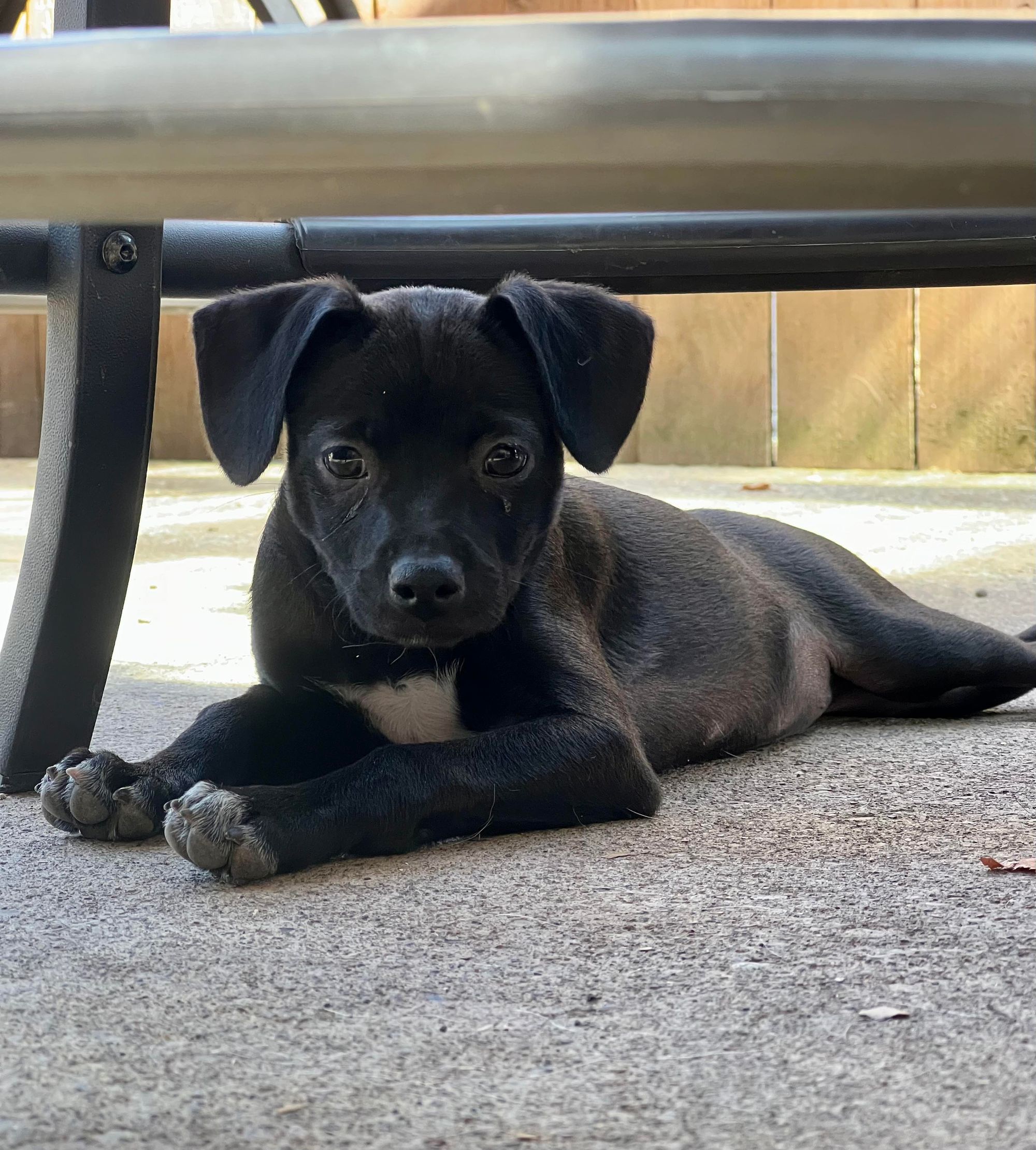 Wiggly Tails Dog Rescue - Adopt a Rescued Dog