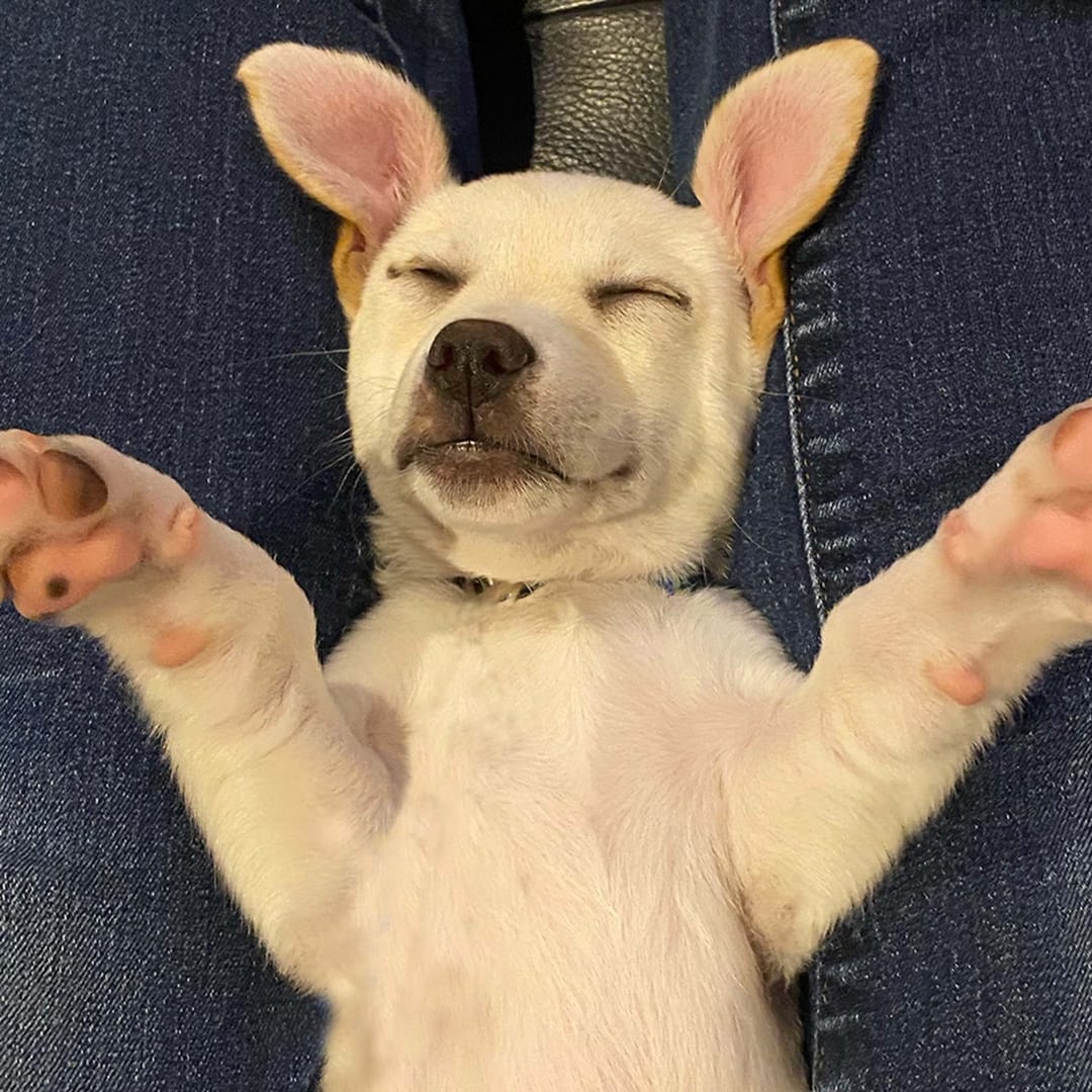 Wiggly Tails Dog Rescue