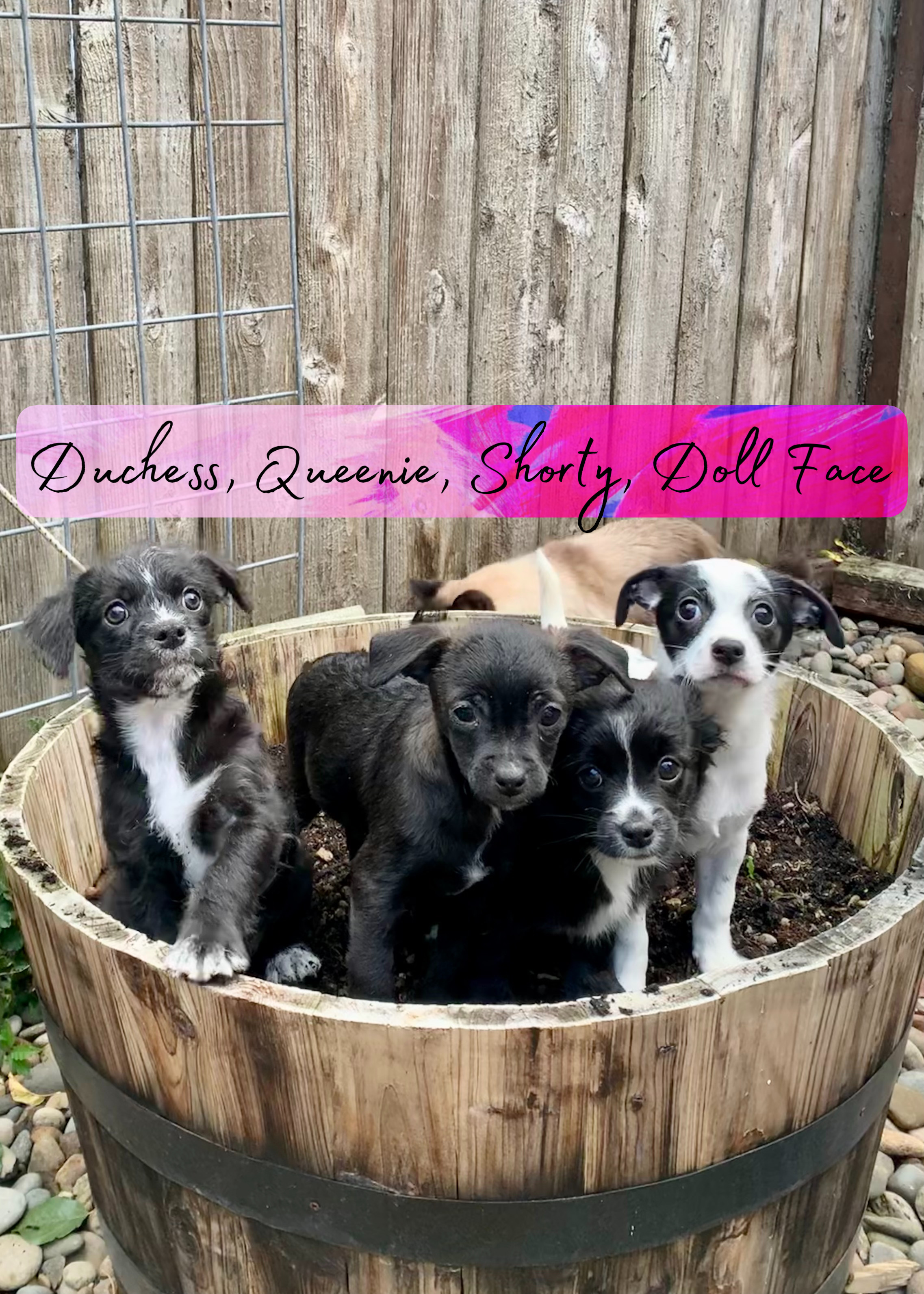 Wiggly Tails Dog Rescue - Ways to Help Us Rescue More Dogs