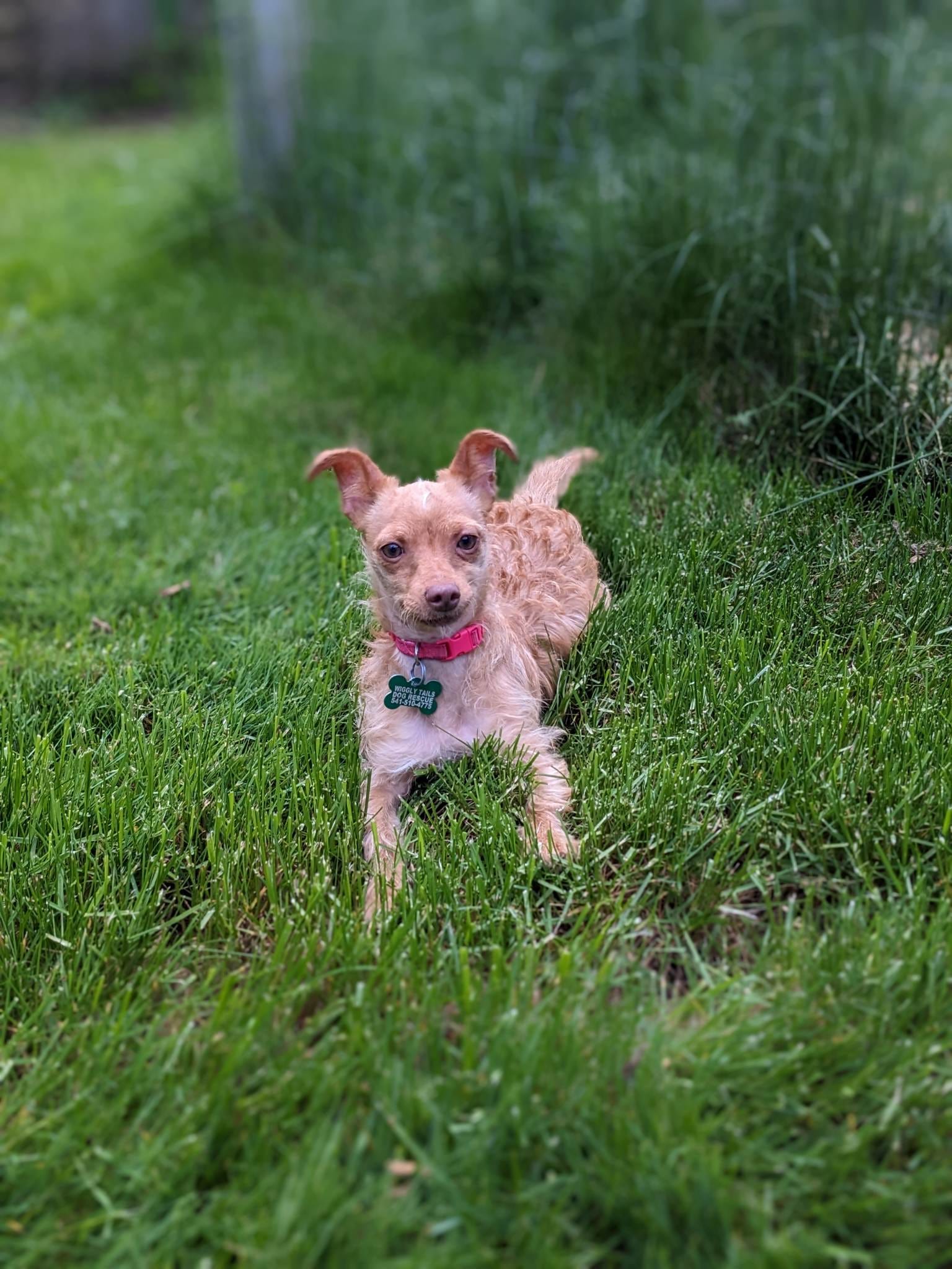 Wiggly Tails Dog Rescue