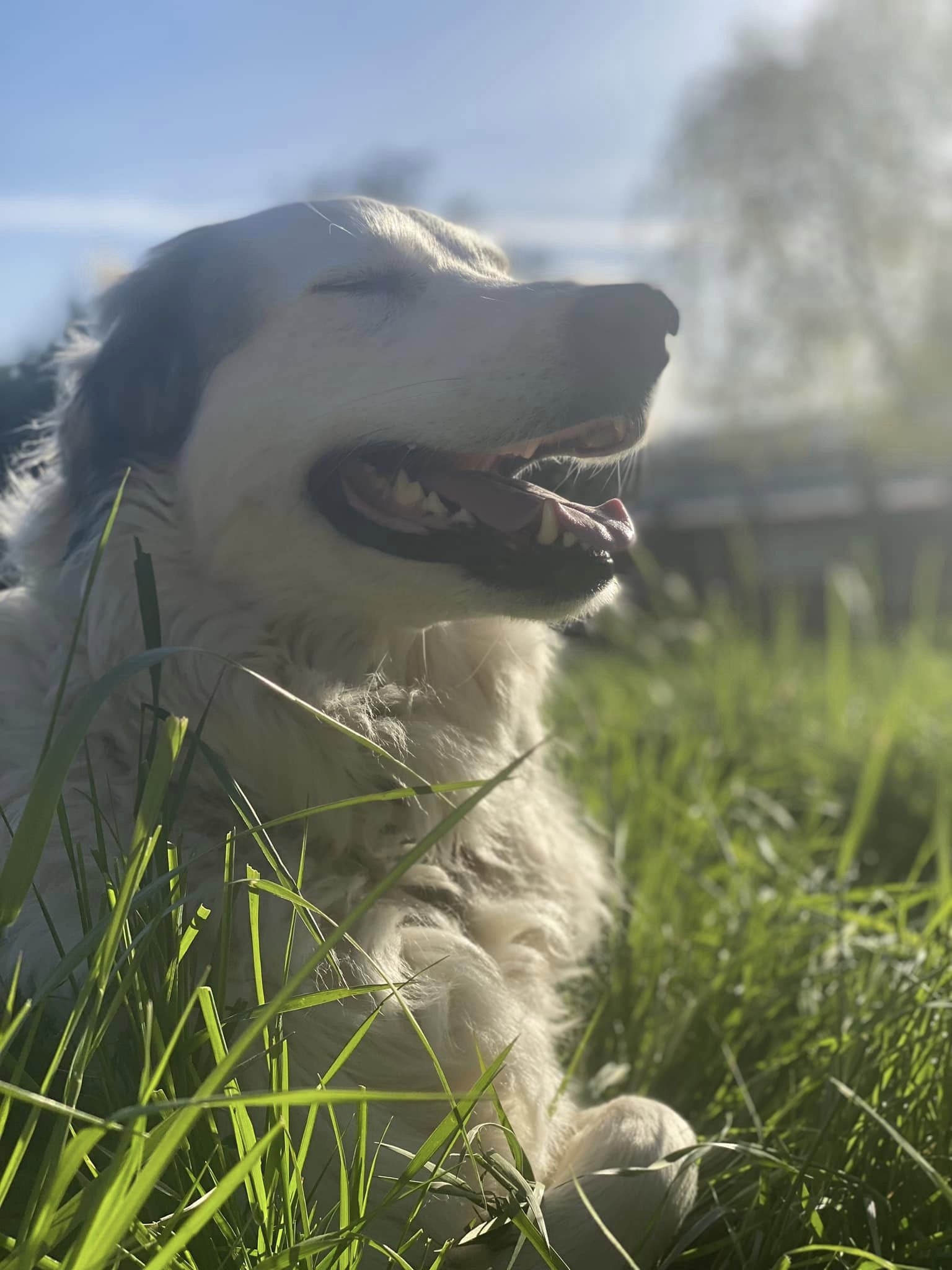 Wiggly Tails Dog Rescue