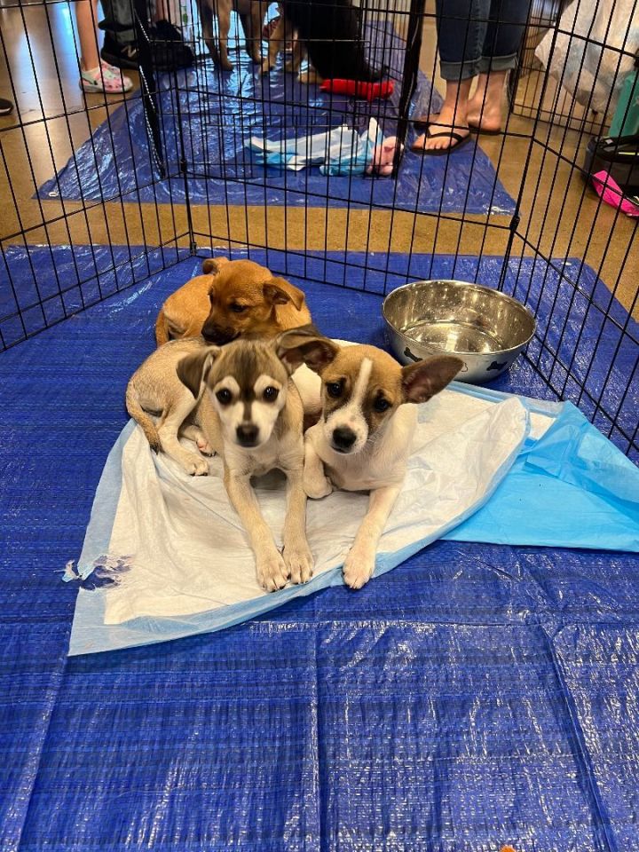 Wiggly Tails Dog Rescue