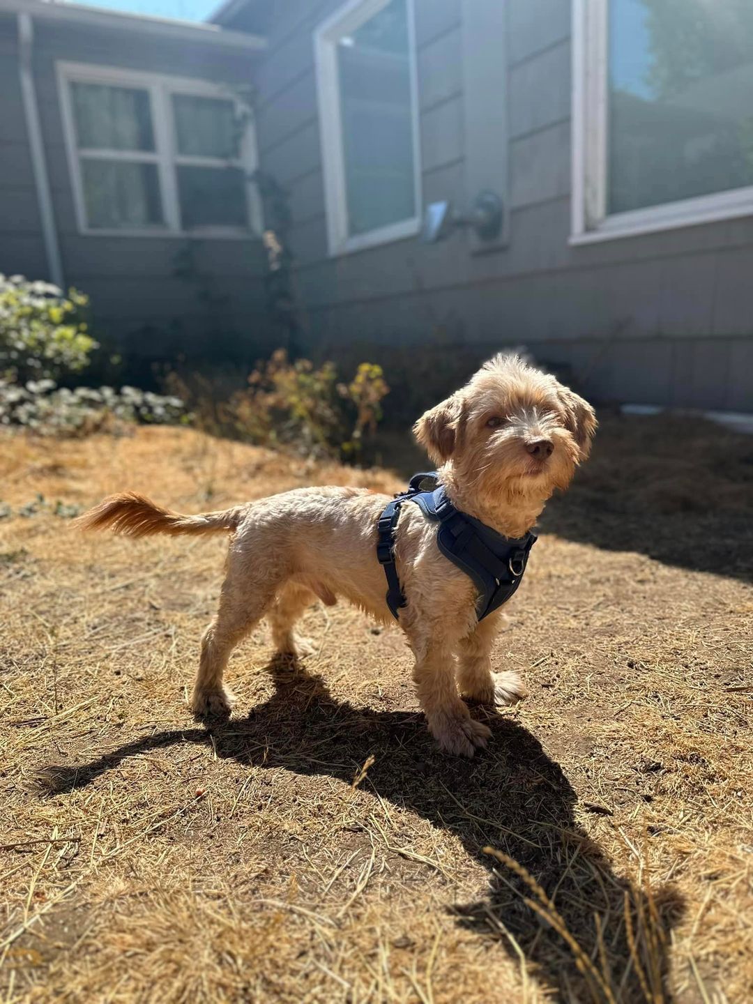 Wiggly Tails Dog Rescue