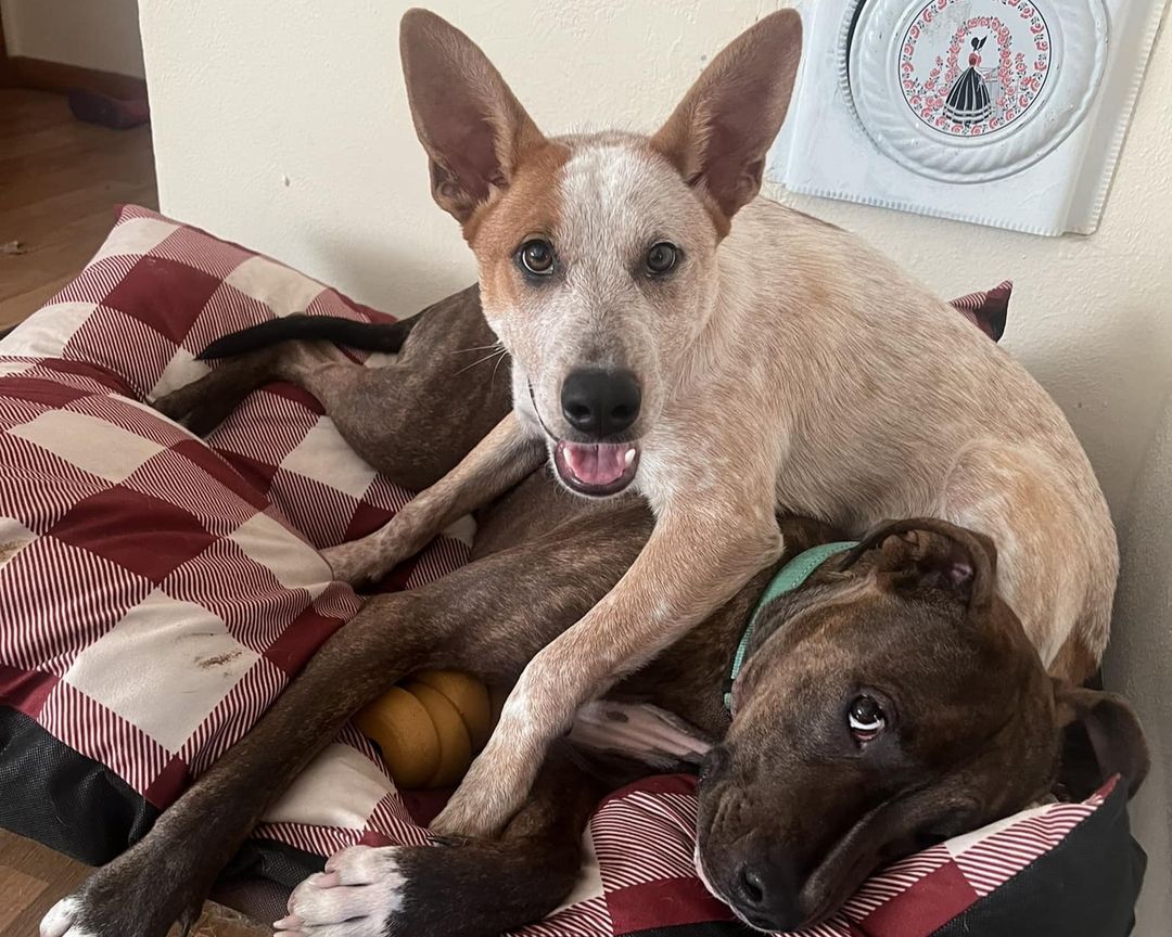 Wiggly Tails Dog Rescue