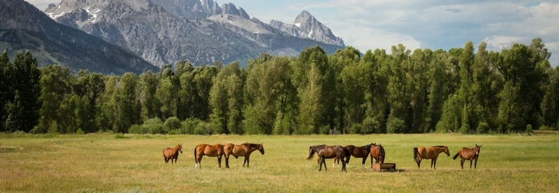 Triple B Ranch | Woodland Park Horseback Riding