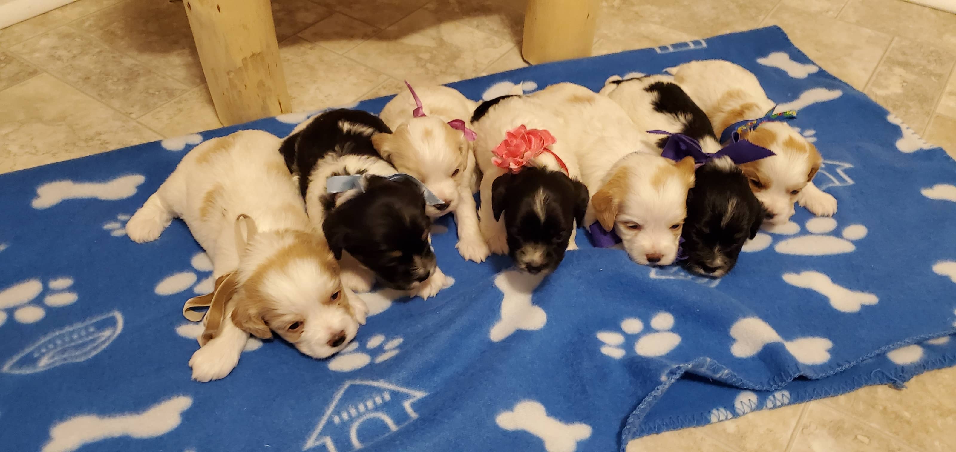 About | Green Bush Kennel