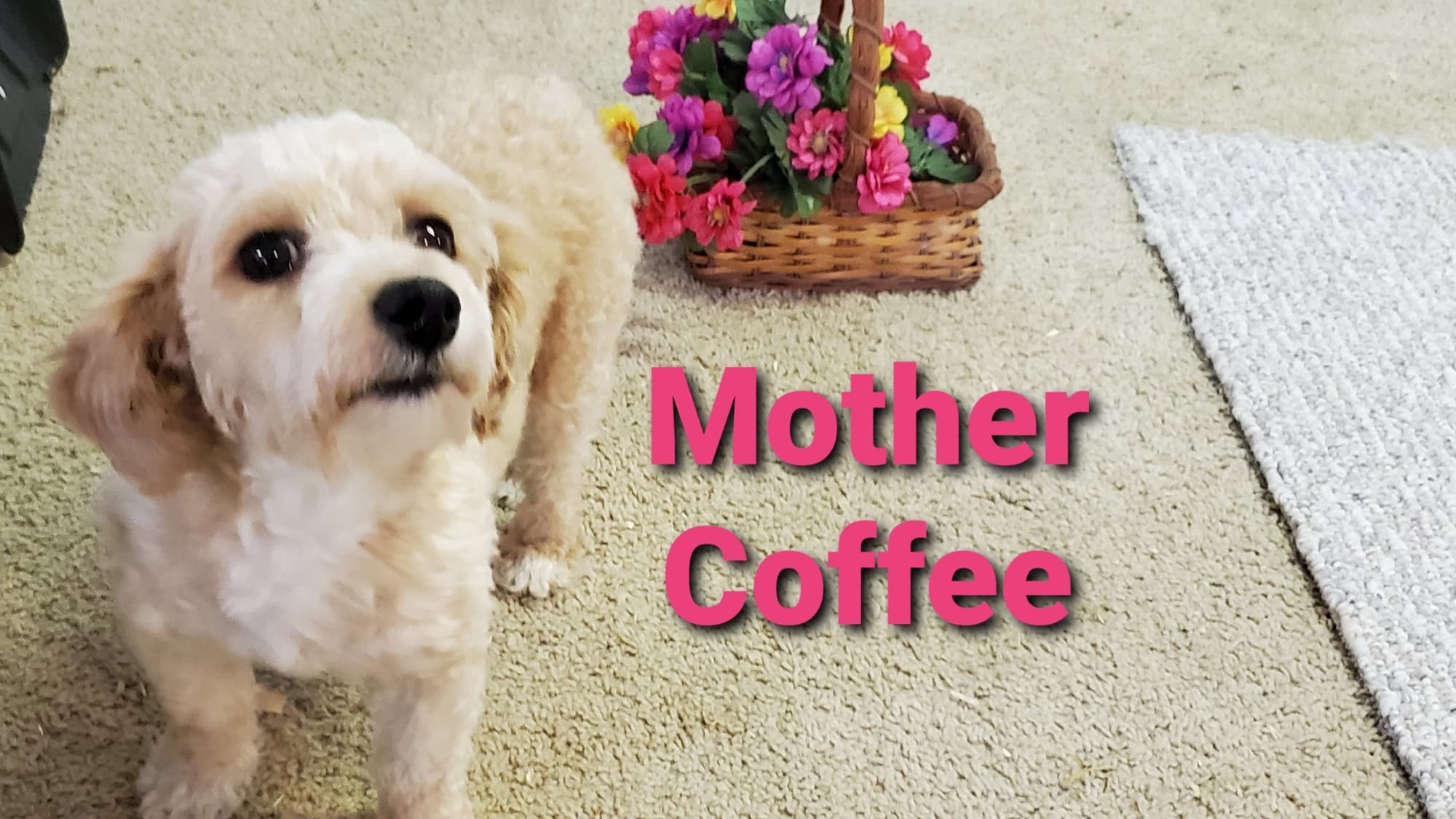 Home | Green Bush Kennel