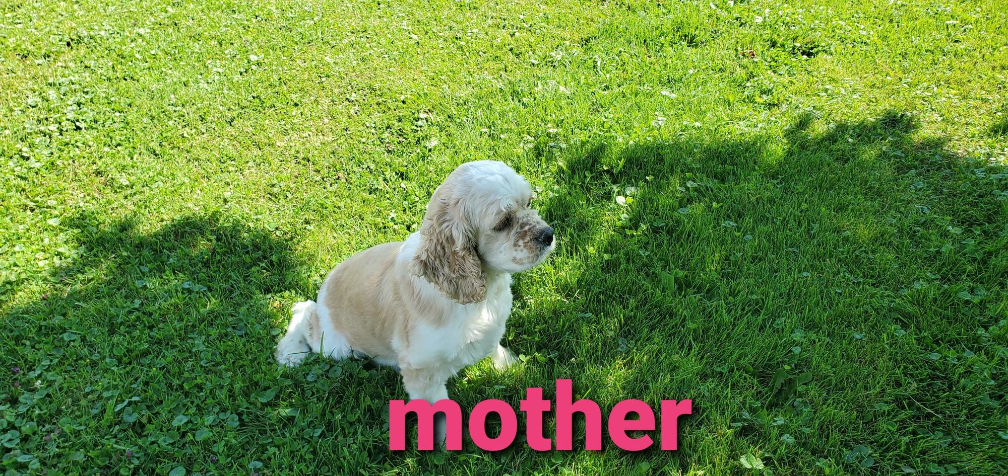 Dogs & Puppies | Green Bush Kennel