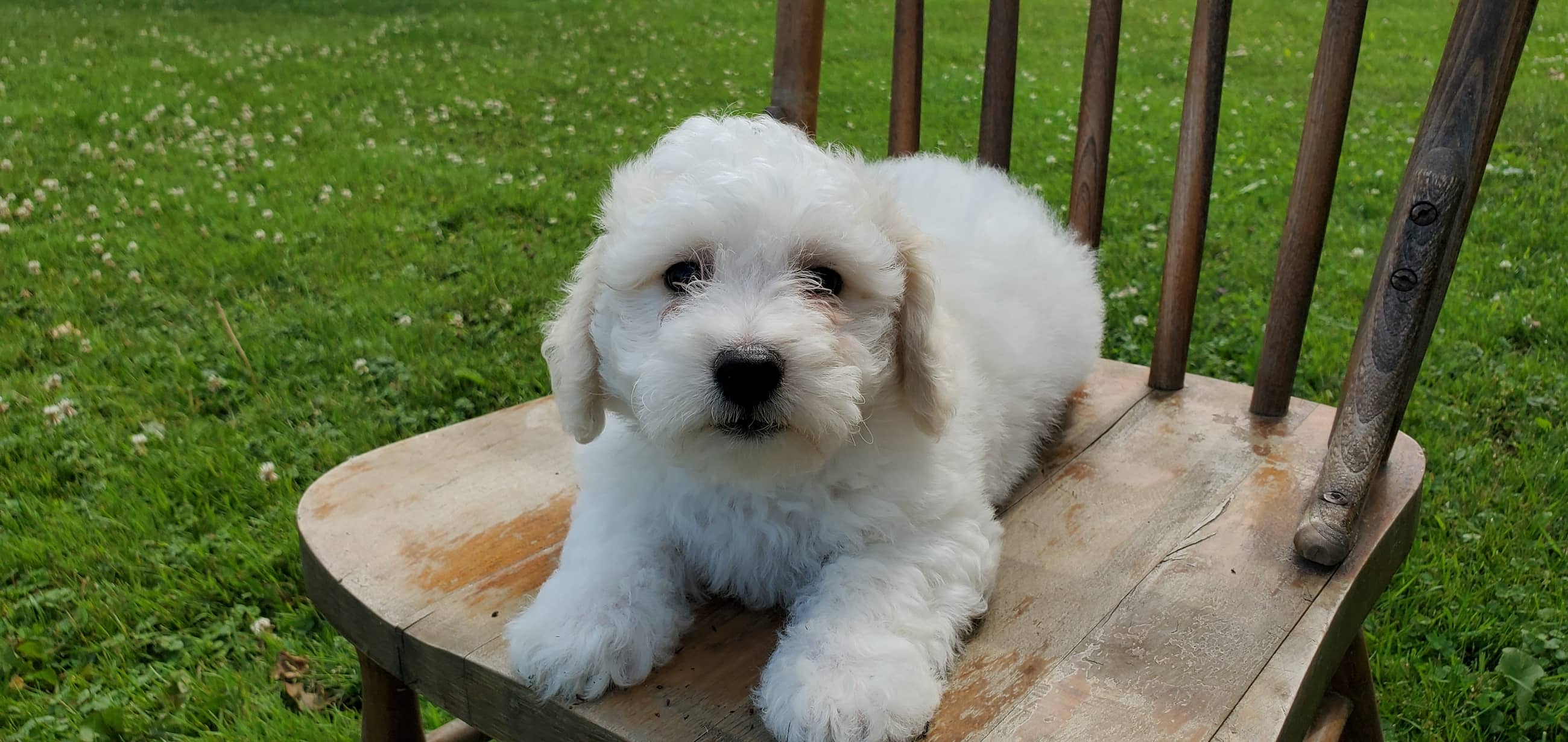 Home | Green Bush Kennel