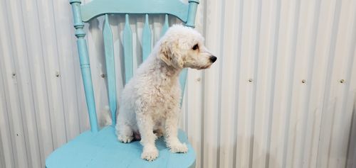 Home | Green Bush Kennel