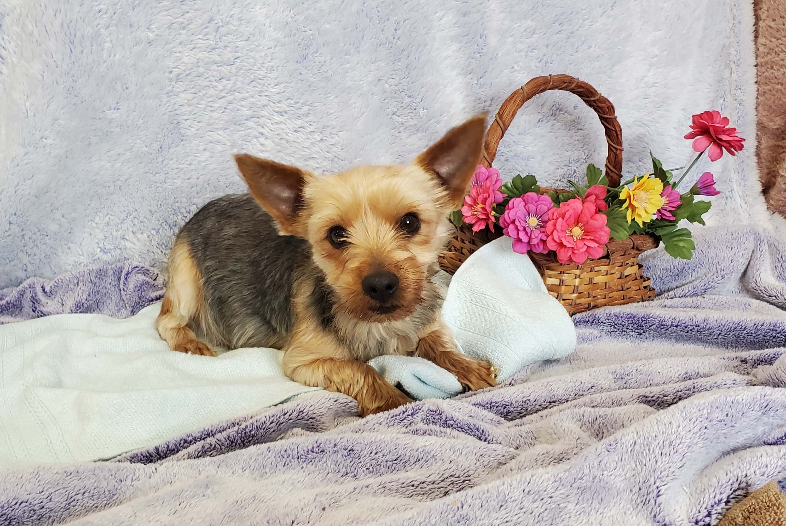 Home | Green Bush Kennel