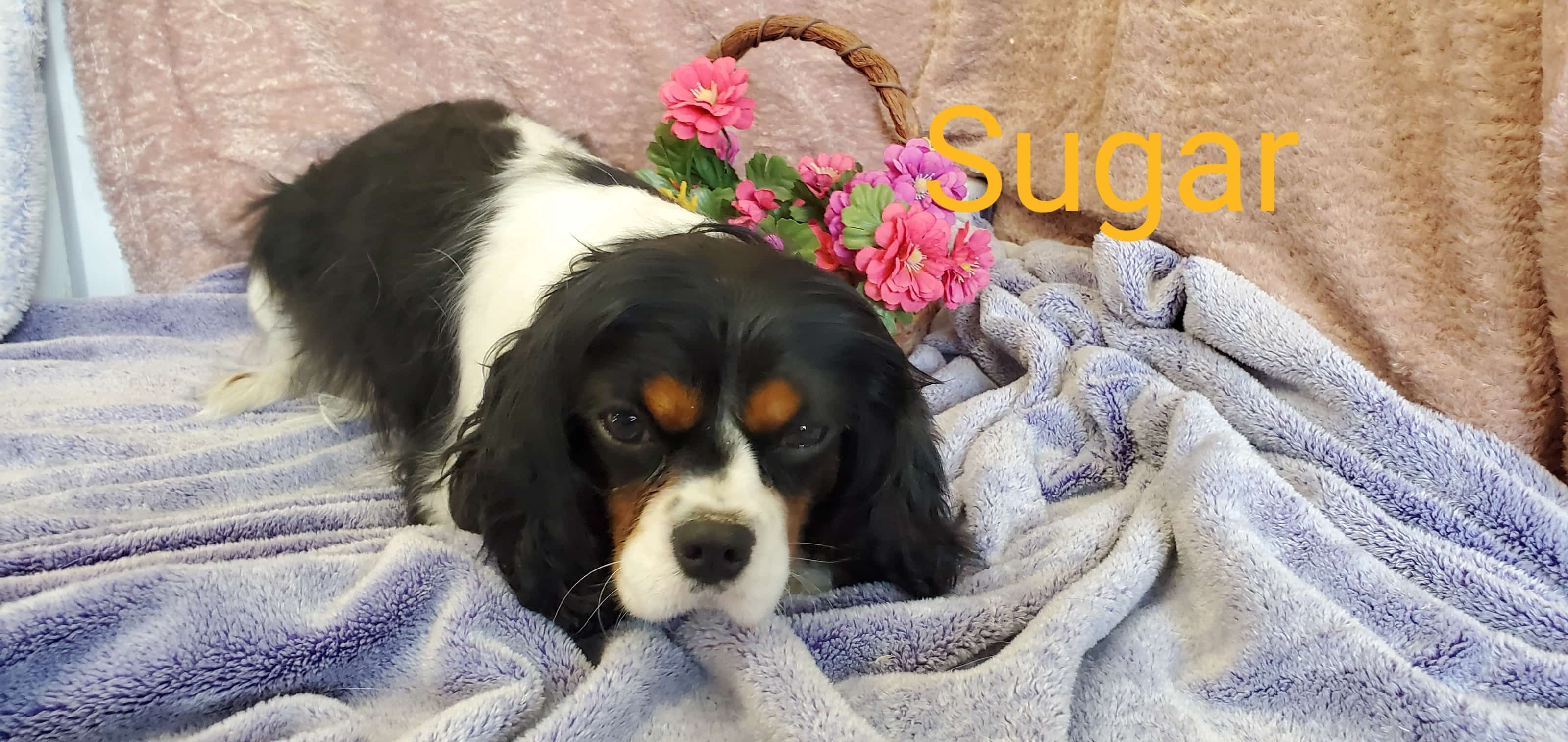 Home | Green Bush Kennel