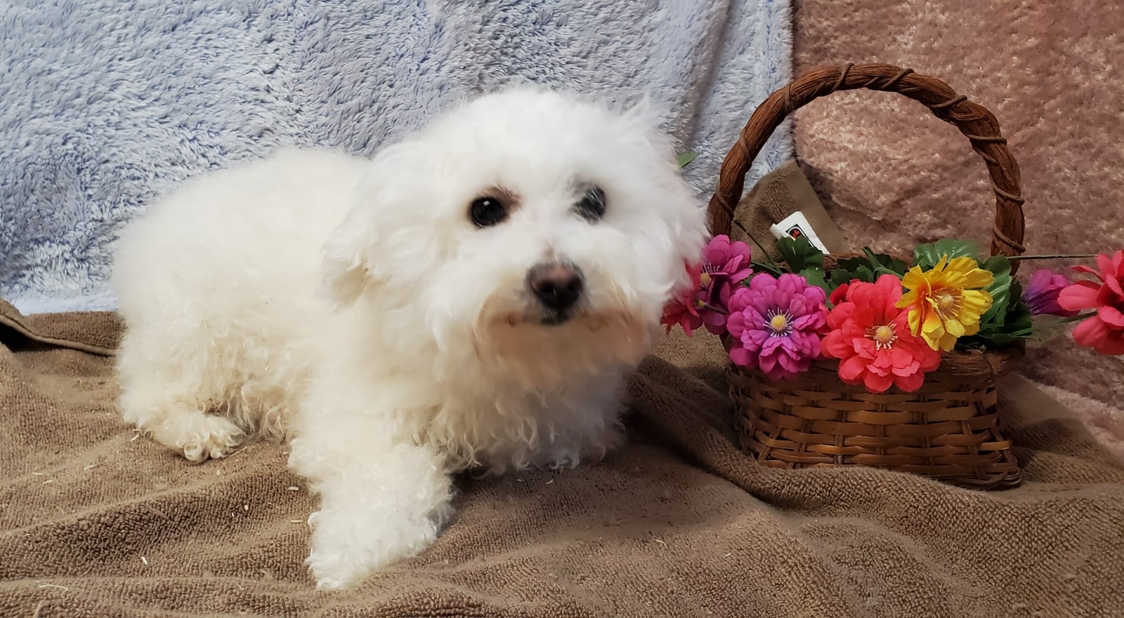 Home | Green Bush Kennel