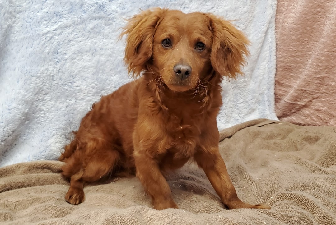 Home | Green Bush Kennel