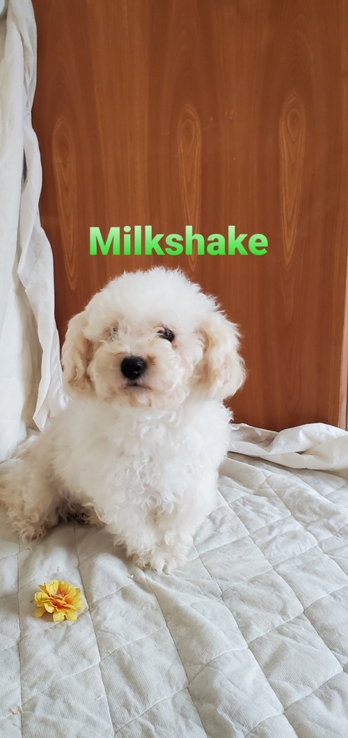 Home | Green Bush Kennel