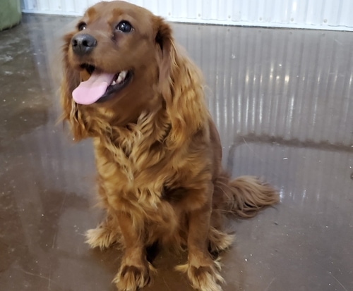 Dogs & Puppies | Green Bush Kennel