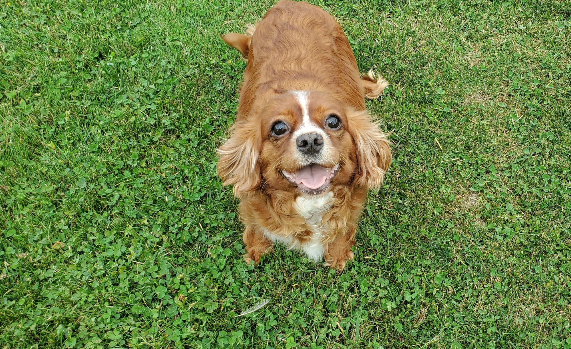 Dogs & Puppies | Green Bush Kennel