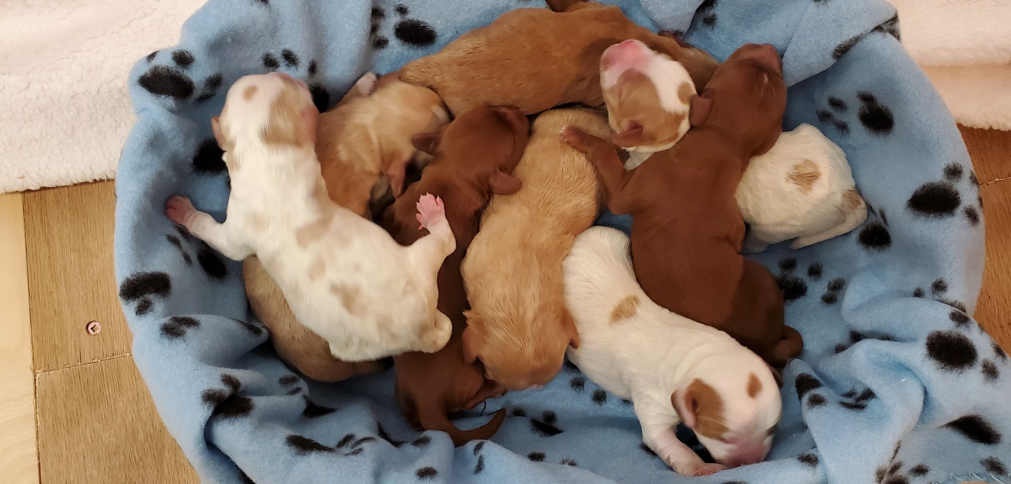 Home | Green Bush Kennel