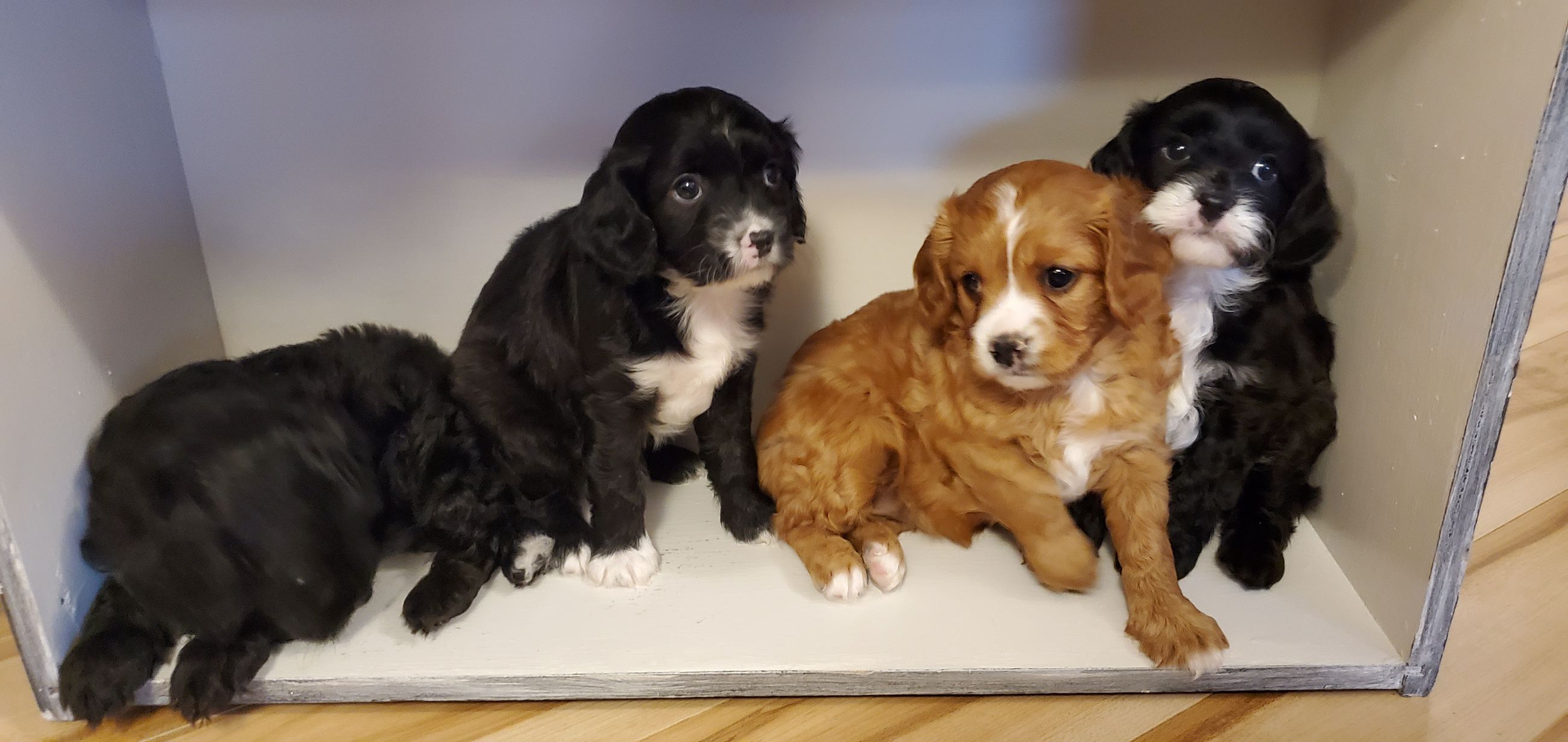 Home | Green Bush Kennel