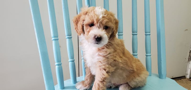 Home | Green Bush Kennel