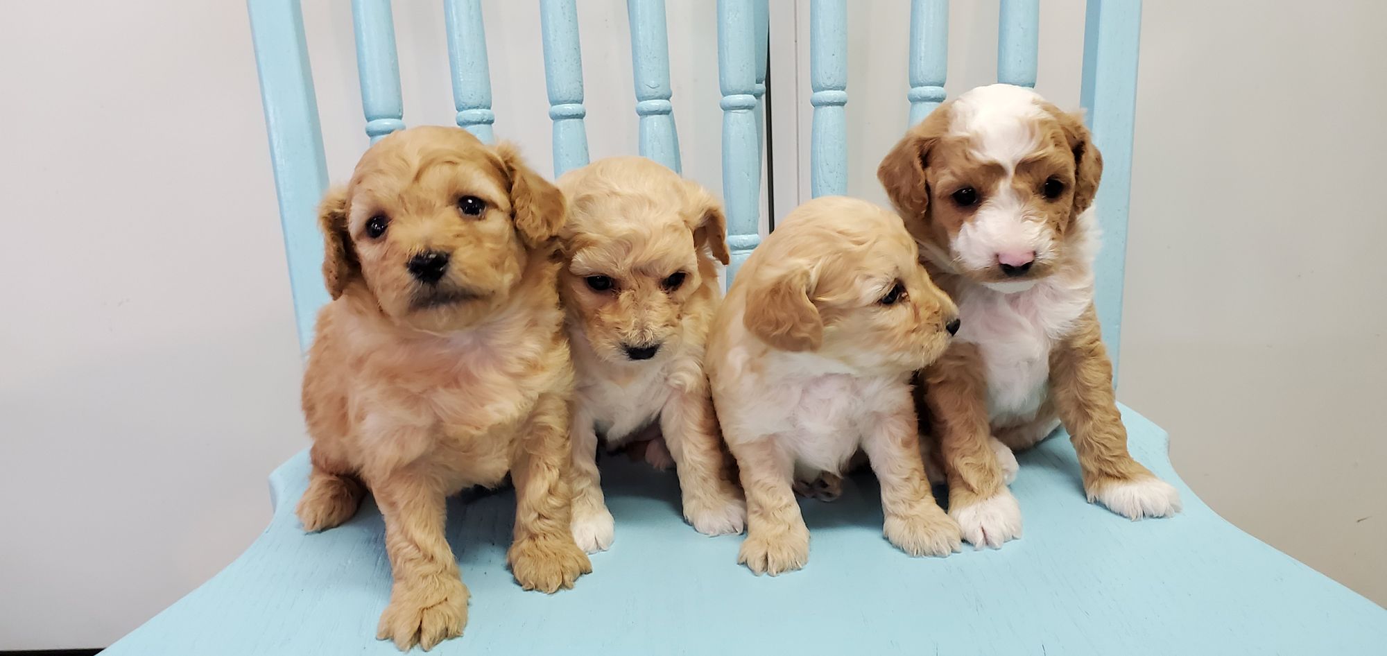 Dogs & Puppies | Green Bush Kennel