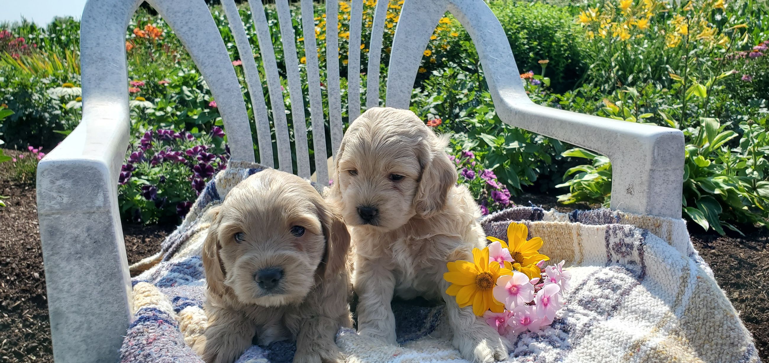 Home | Green Bush Kennel