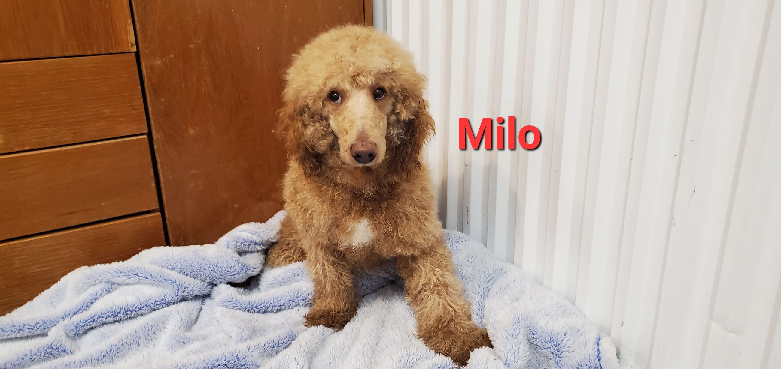 Home | Green Bush Kennel