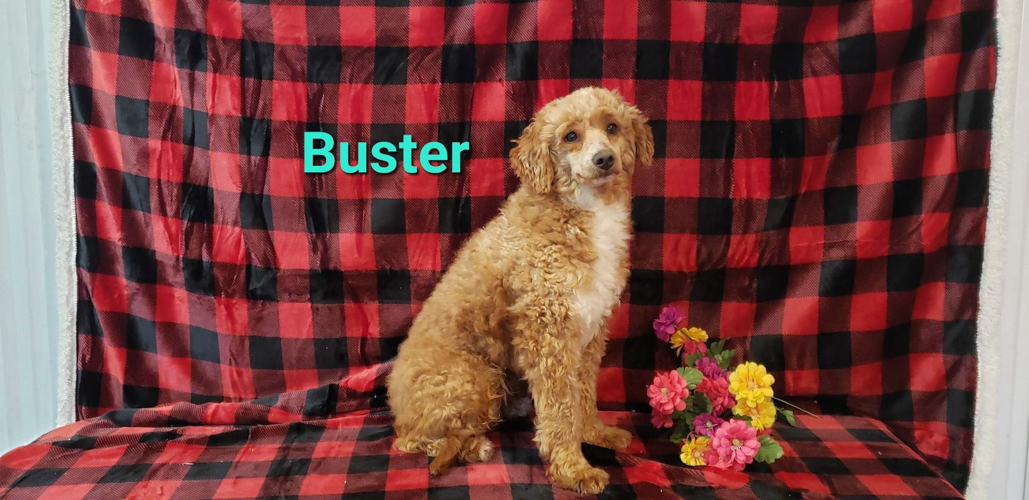 Home | Green Bush Kennel