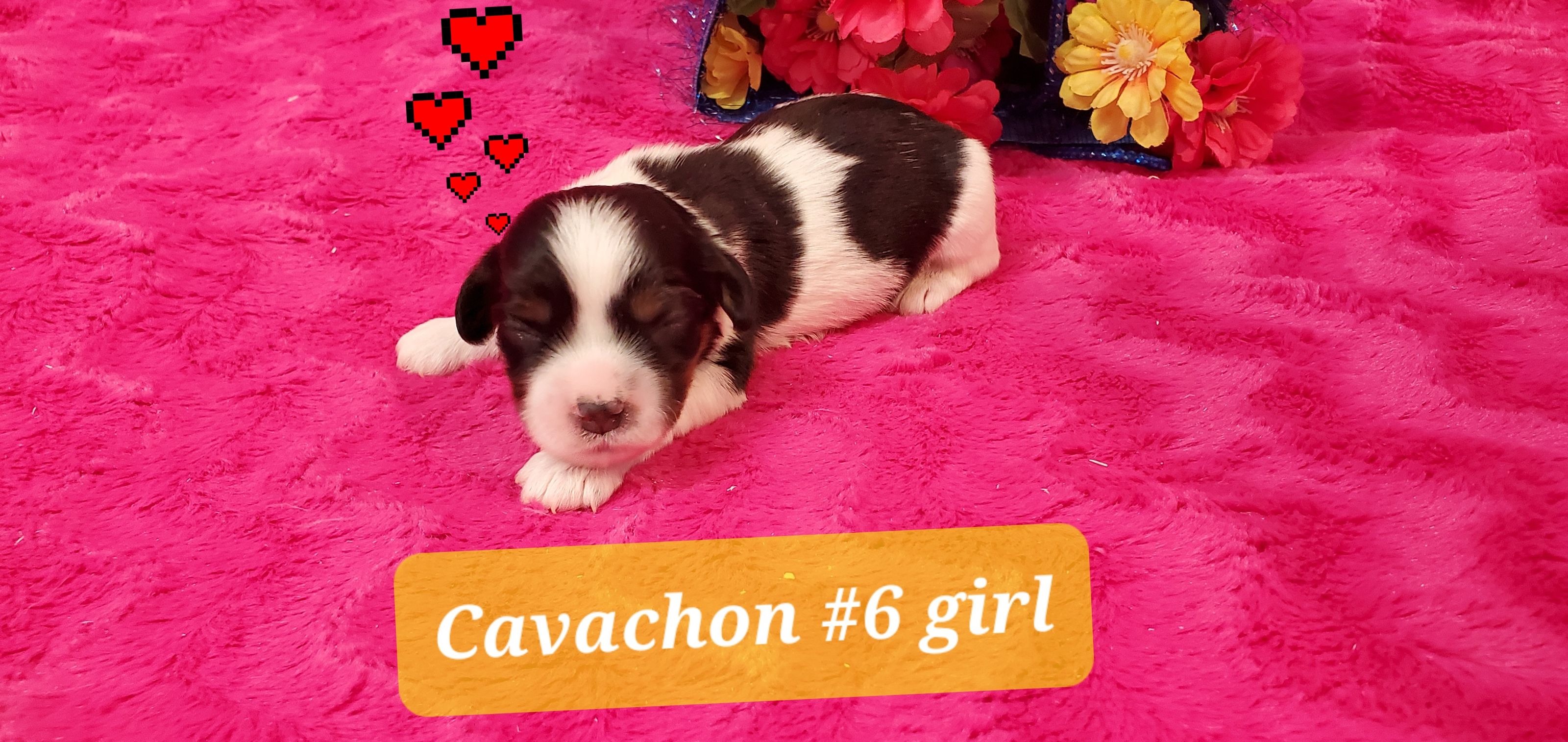 Home | Green Bush Kennel