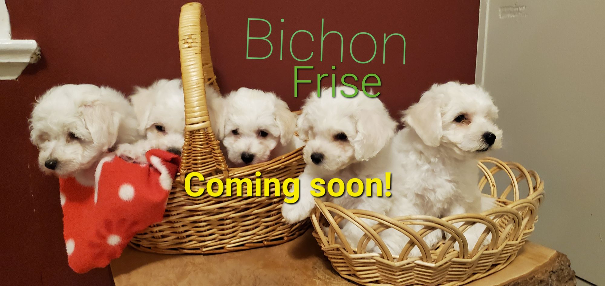 Home | Green Bush Kennel