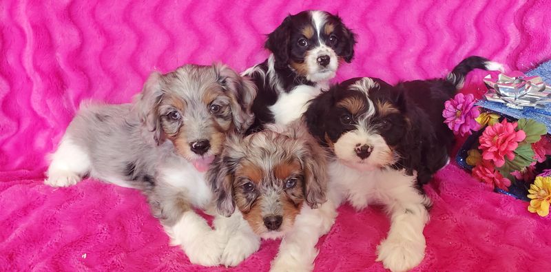 Home | Green Bush Kennel