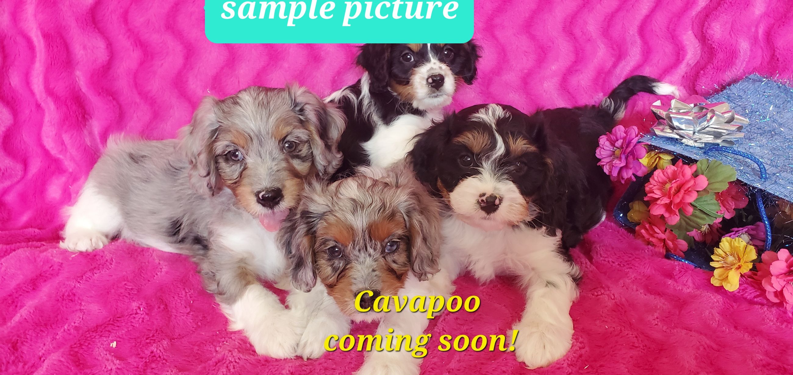 Home | Green Bush Kennel