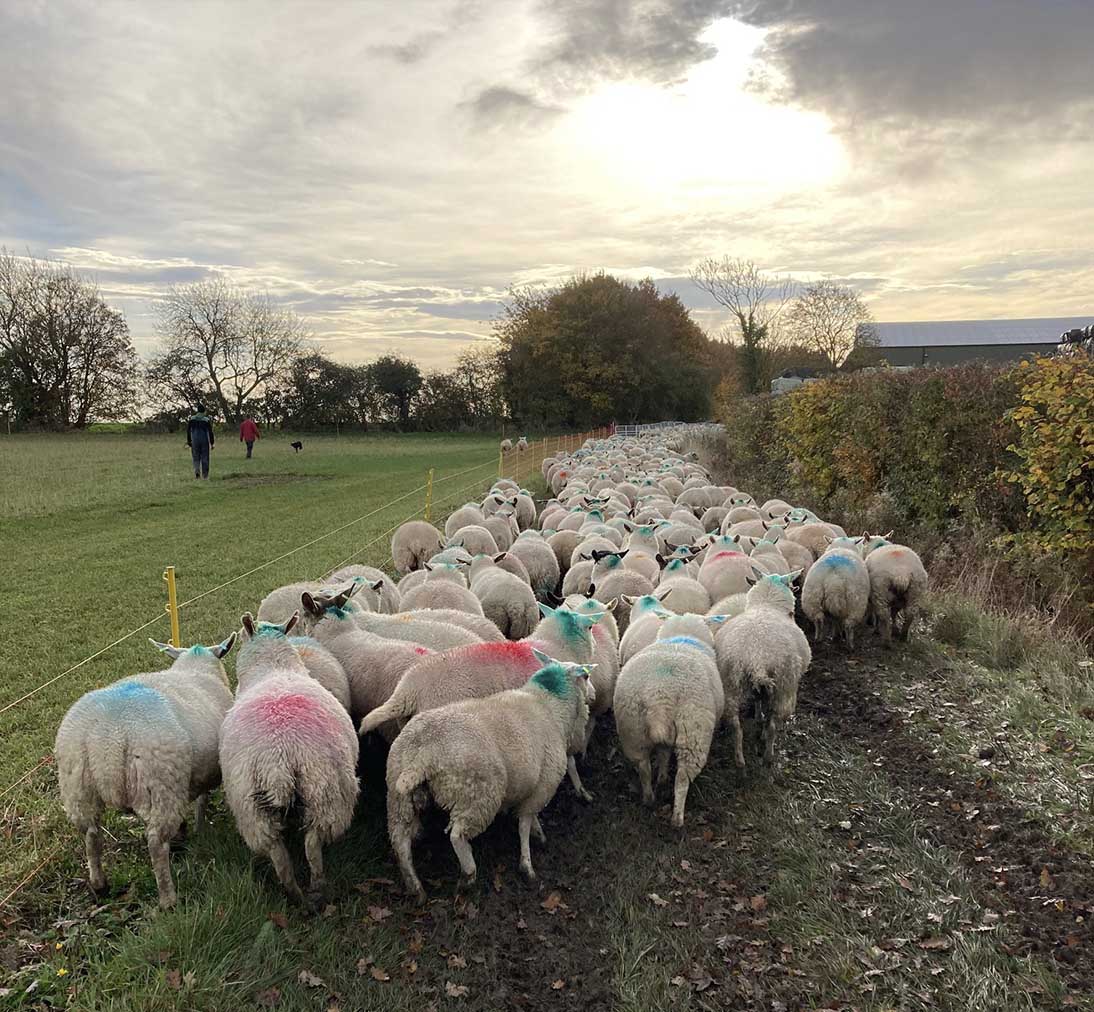 Livestock Rearing | Norfolk Livestock | TH Scott & Son