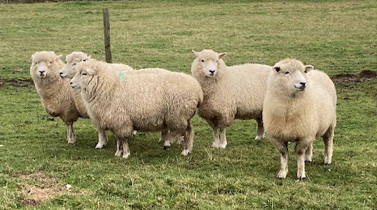 Norfolk Farming | Contract Farming | TH Scott & Son