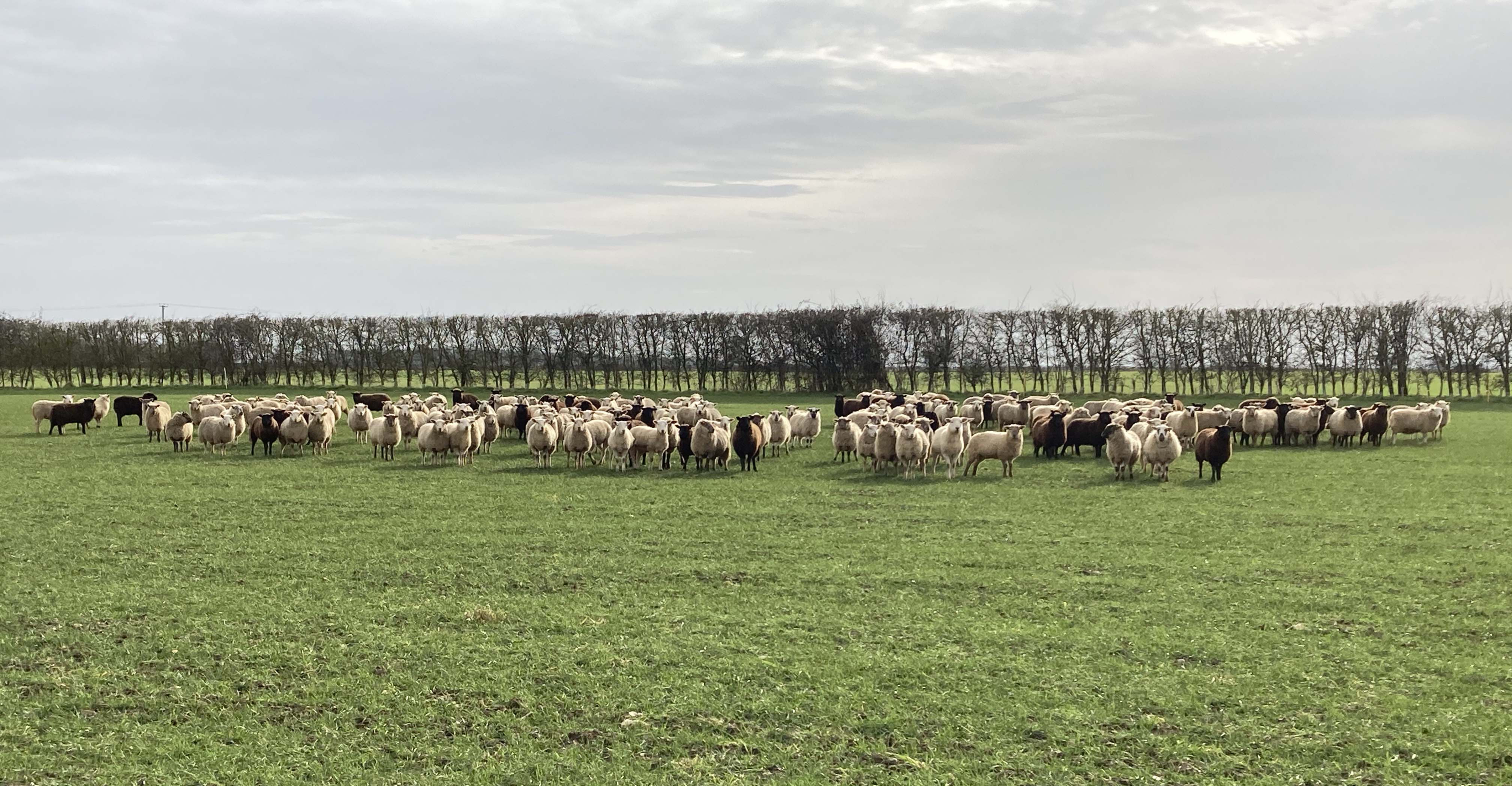 Livestock Rearing | Norfolk Livestock | TH Scott & Son