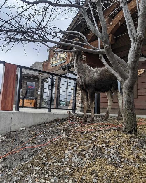 Big Sky’s Grocery Store, Bakery and Deli | Hungry Moose Market and Deli