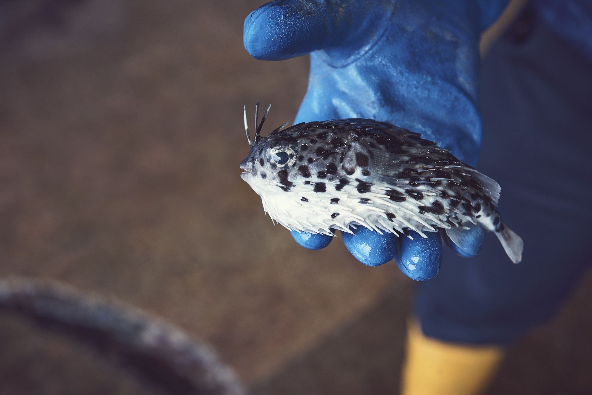 The Fisherman of Ine Bay - Sam Bénard Photography