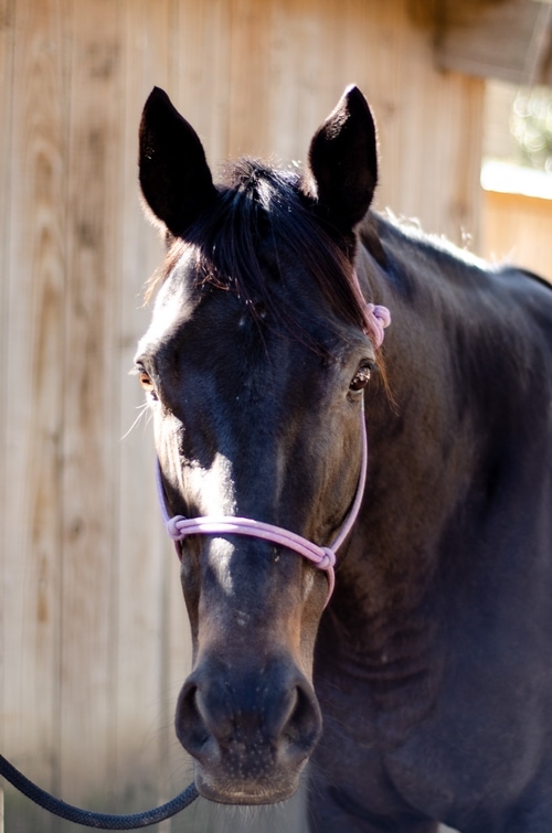 Meet the LOPE Racing Warriors