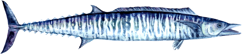 Kauai's Premier Fishing Charter